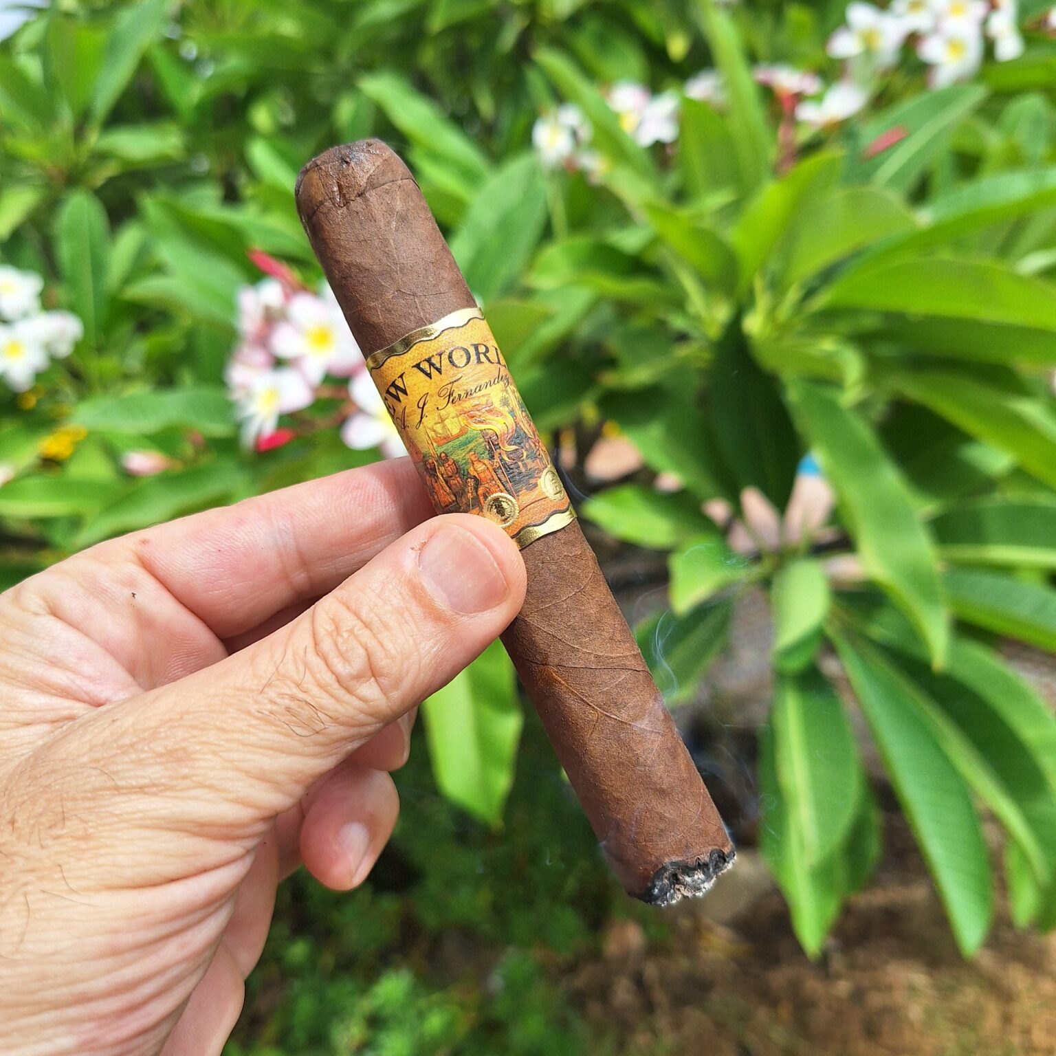 Dégustation du New World Dorado Toro : un cigare qui brille par lui ...